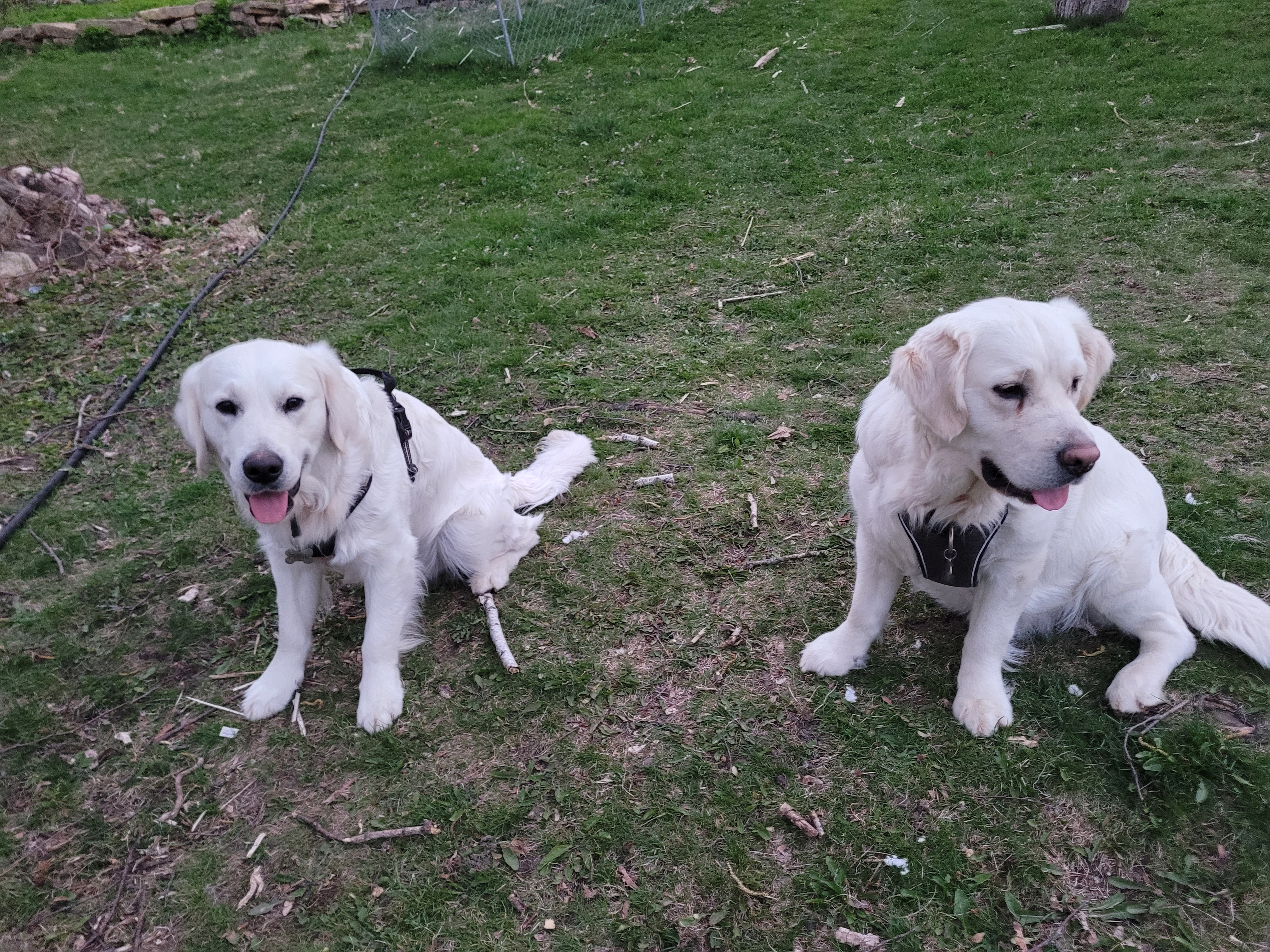 About the Parents – Cream Puff Puppies